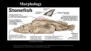 Introduction to Stone Fish and its meristic characters | PPTX