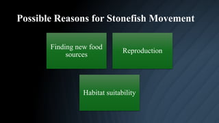 Introduction to Stone Fish and its meristic characters | PPTX