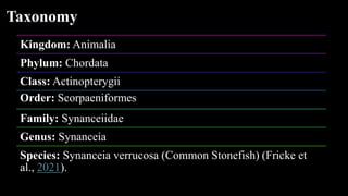 Introduction to Stone Fish and its meristic characters | PPTX