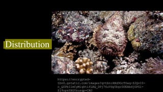 Introduction to Stone Fish and its meristic characters | PPTX