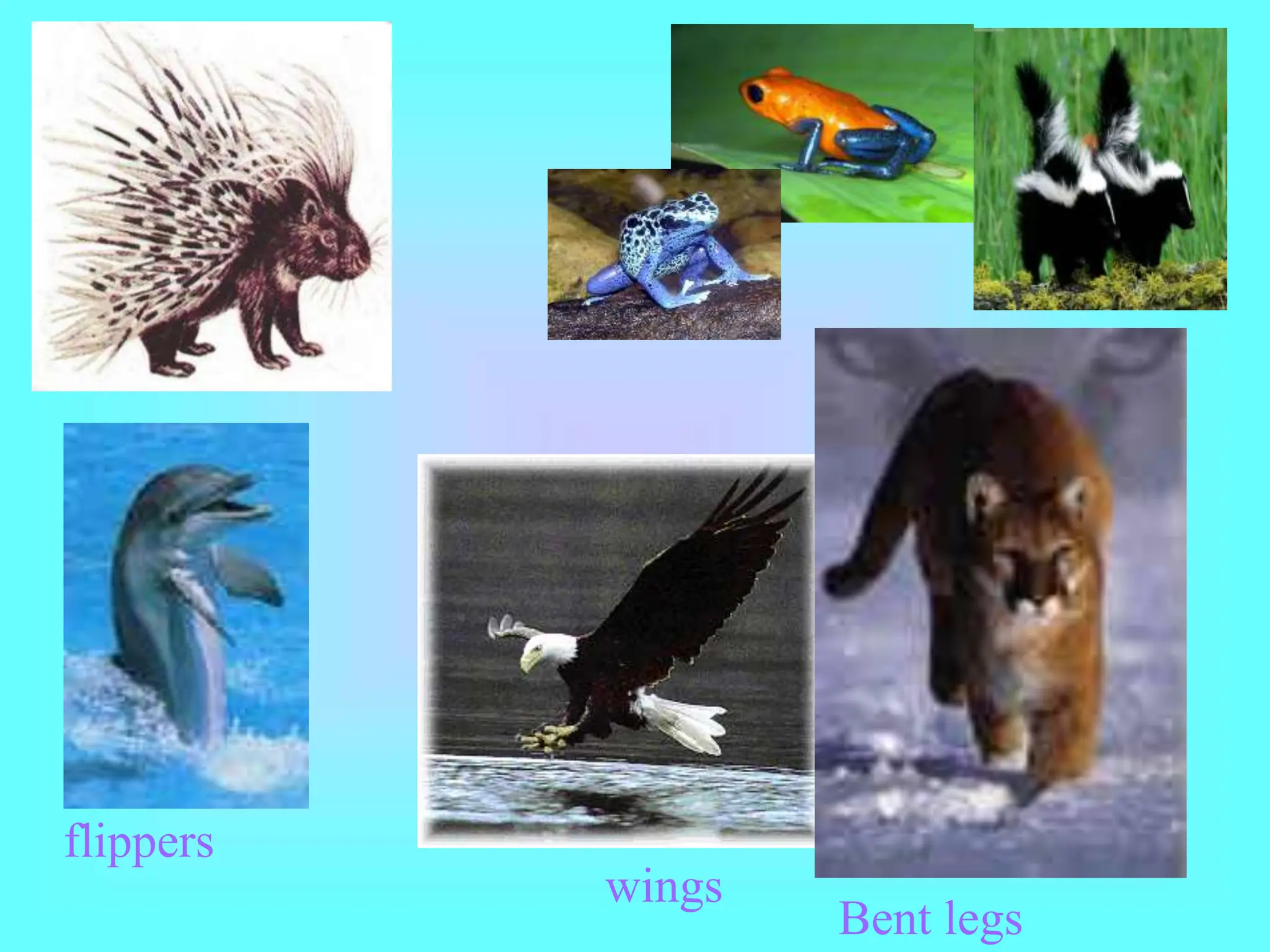 adaptation - characteristics of life. types of adaptation | PPT