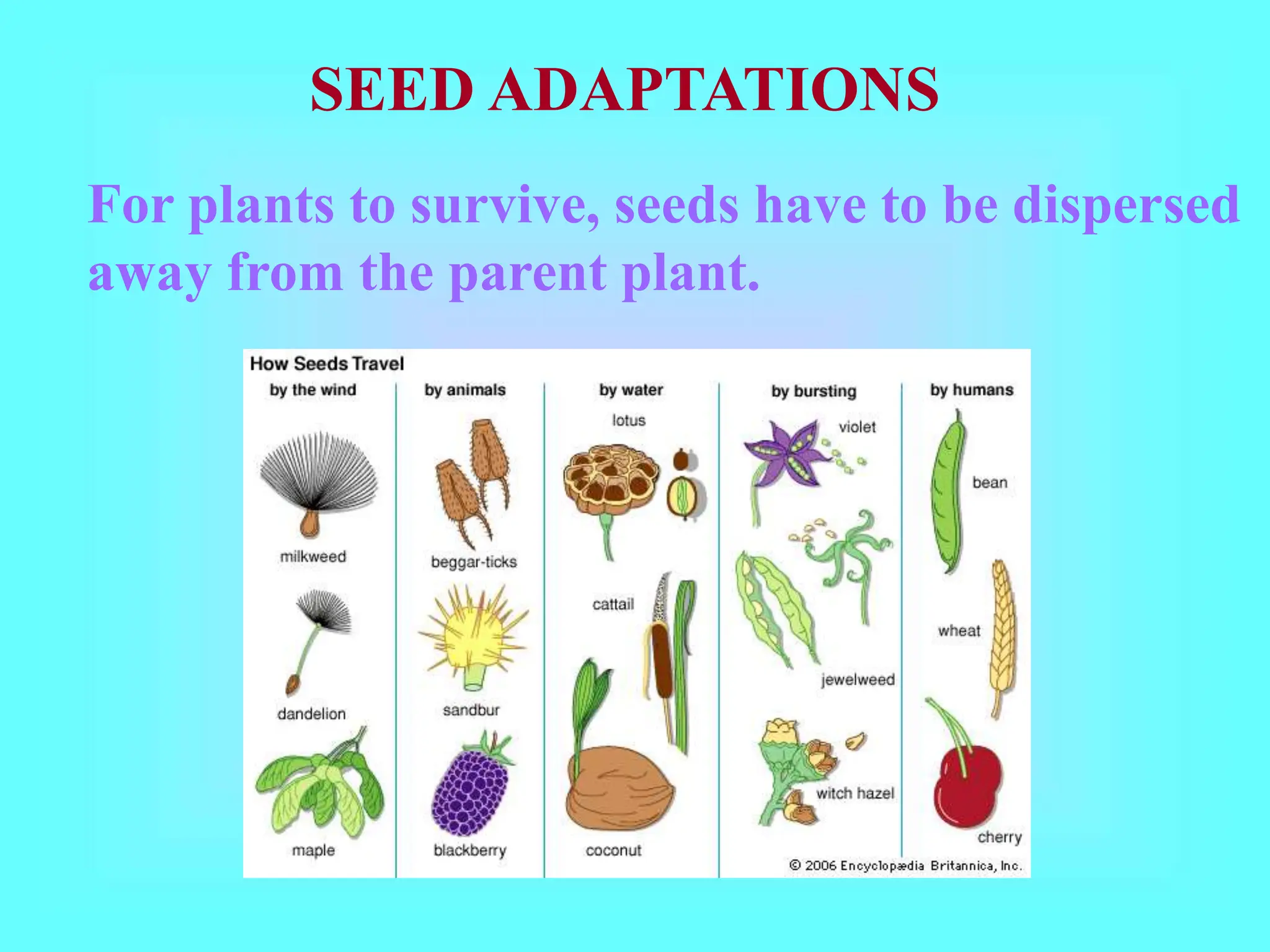 adaptation - characteristics of life. types of adaptation | PPT