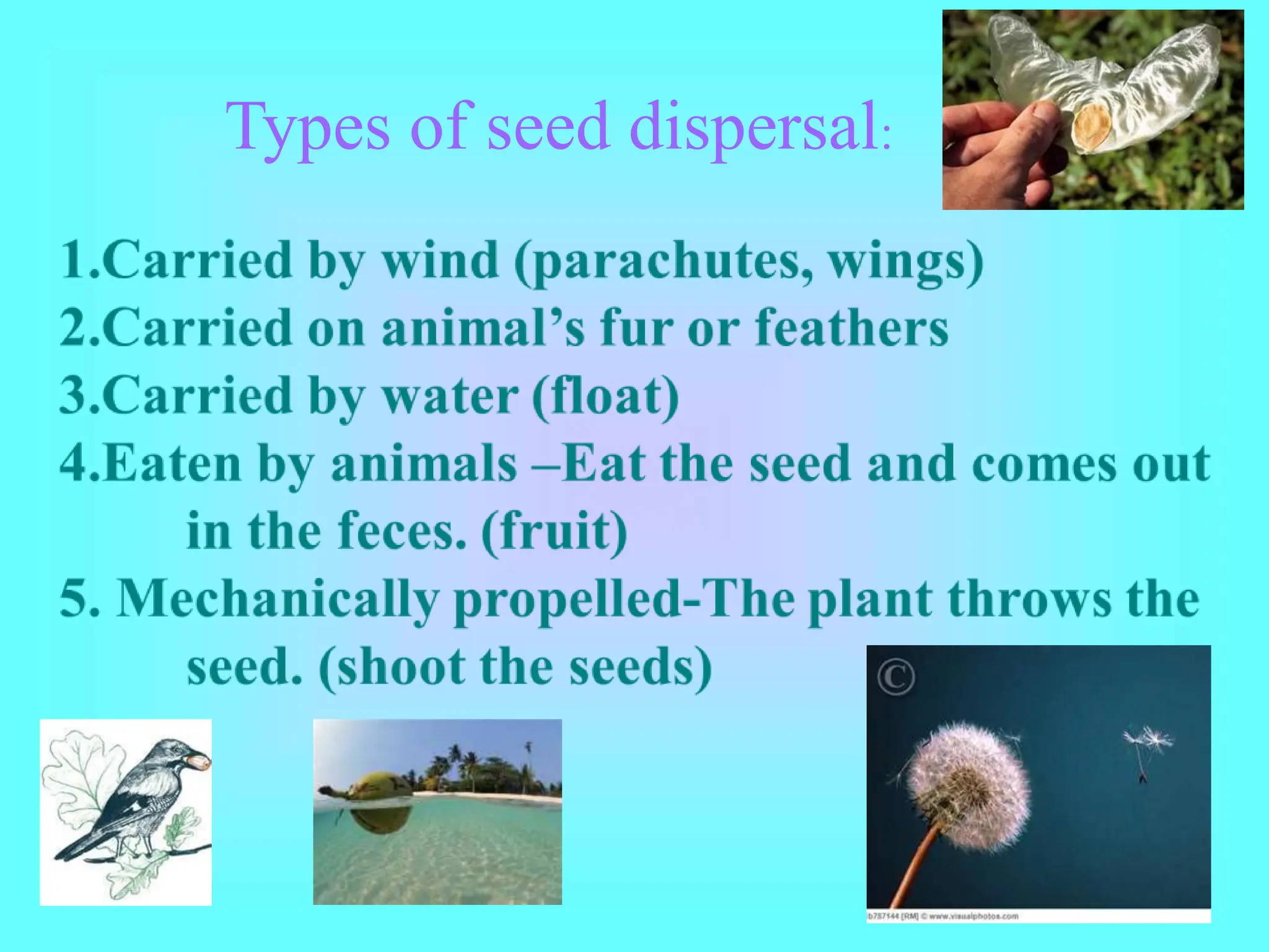 adaptation - characteristics of life. types of adaptation | PPT