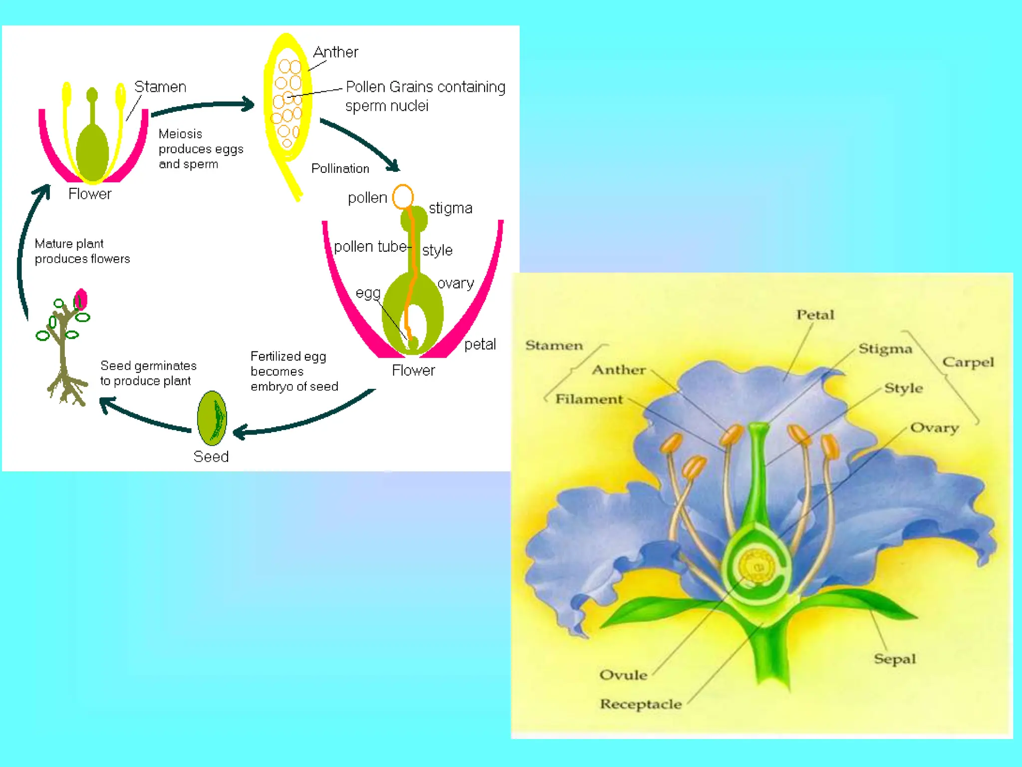 adaptation - characteristics of life. types of adaptation | PPT