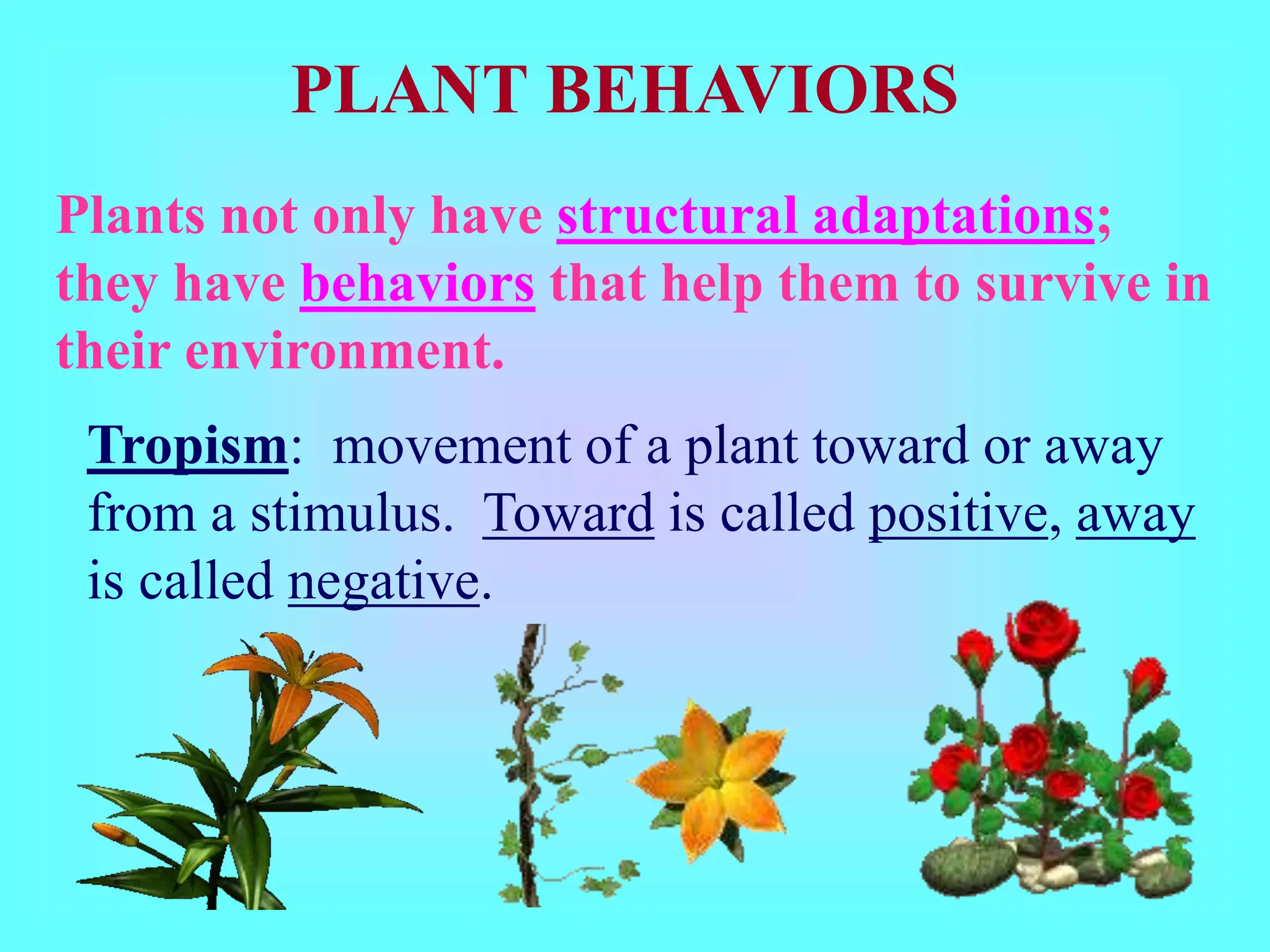 adaptation - characteristics of life. types of adaptation | PPT