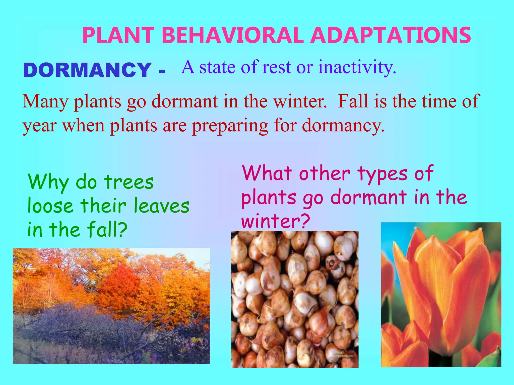 adaptation - characteristics of life. types of adaptation | PPT