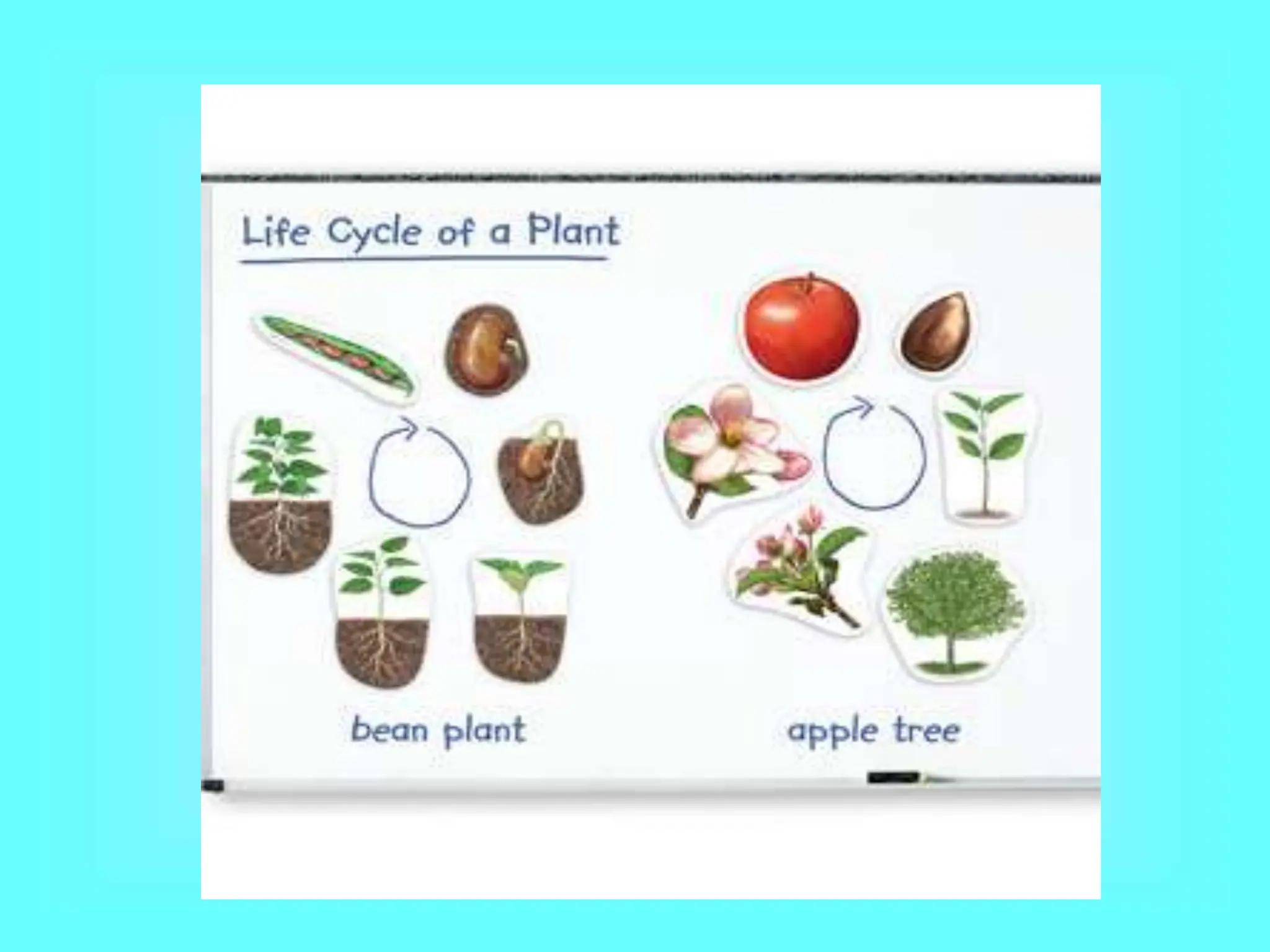 adaptation - characteristics of life. types of adaptation | PPT