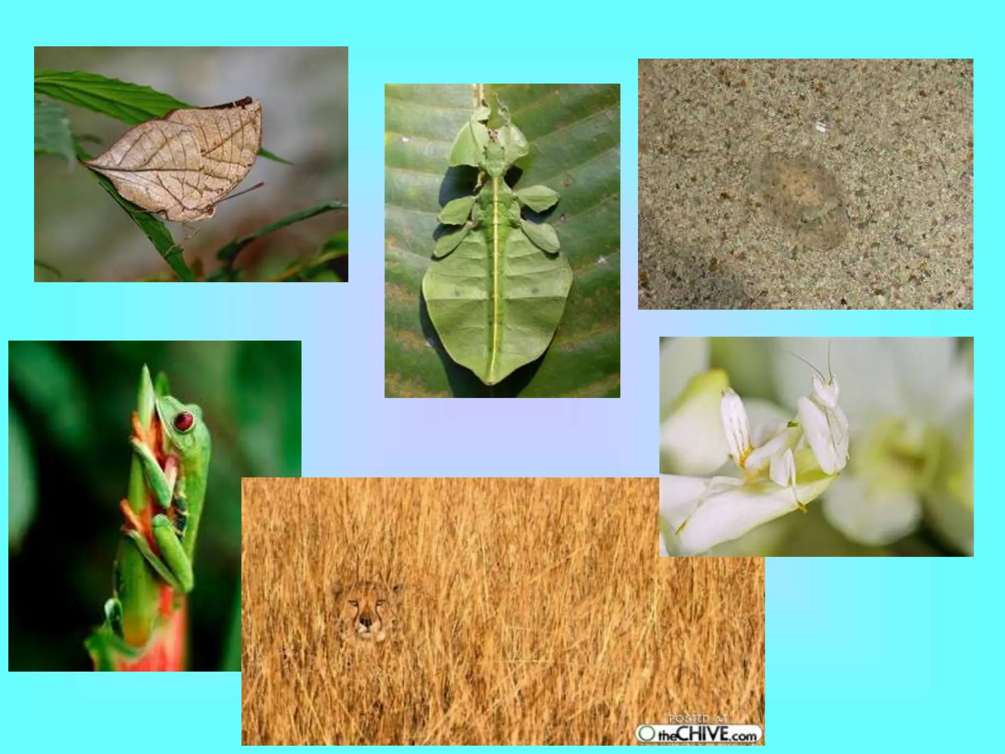 adaptation - characteristics of life. types of adaptation | PPT