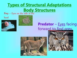 adaptation - characteristics of life. types of adaptation | PPT