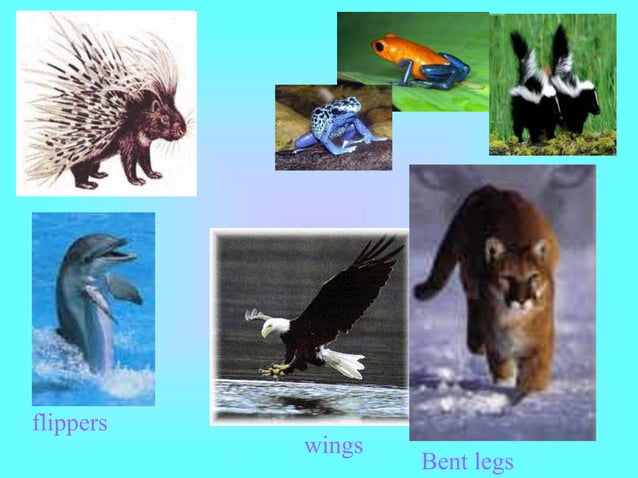 adaptation - characteristics of life. types of adaptation | PPT