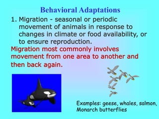 adaptation - characteristics of life. types of adaptation | PPT