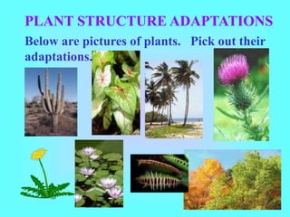adaptation - characteristics of life. types of adaptation | PPT