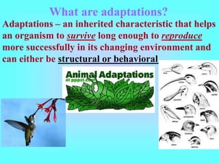 adaptation - characteristics of life. types of adaptation | PPT