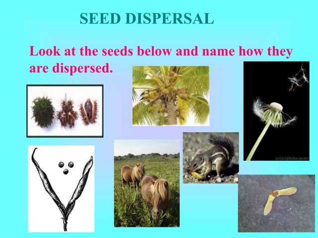 adaptation - characteristics of life. types of adaptation | PPT