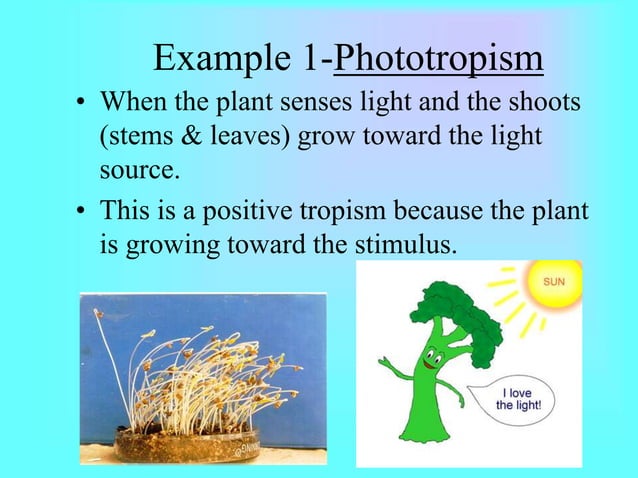 adaptation - characteristics of life. types of adaptation | PPT