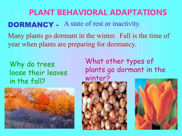 adaptation - characteristics of life. types of adaptation | PPT