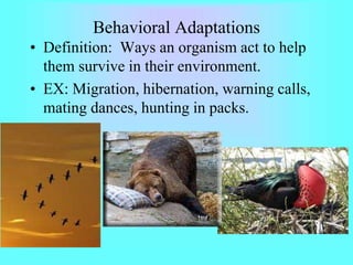 adaptation - characteristics of life. types of adaptation | PPT