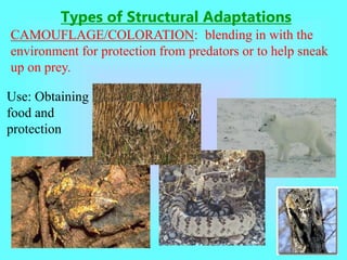 adaptation - characteristics of life. types of adaptation | PPT