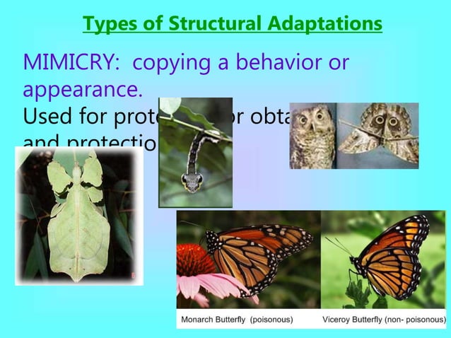 adaptation - characteristics of life. types of adaptation | PPT