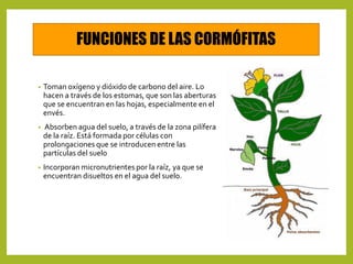 Captacion-y-Transformacion-de-Nutrientes-en-Vegetales.pdf
