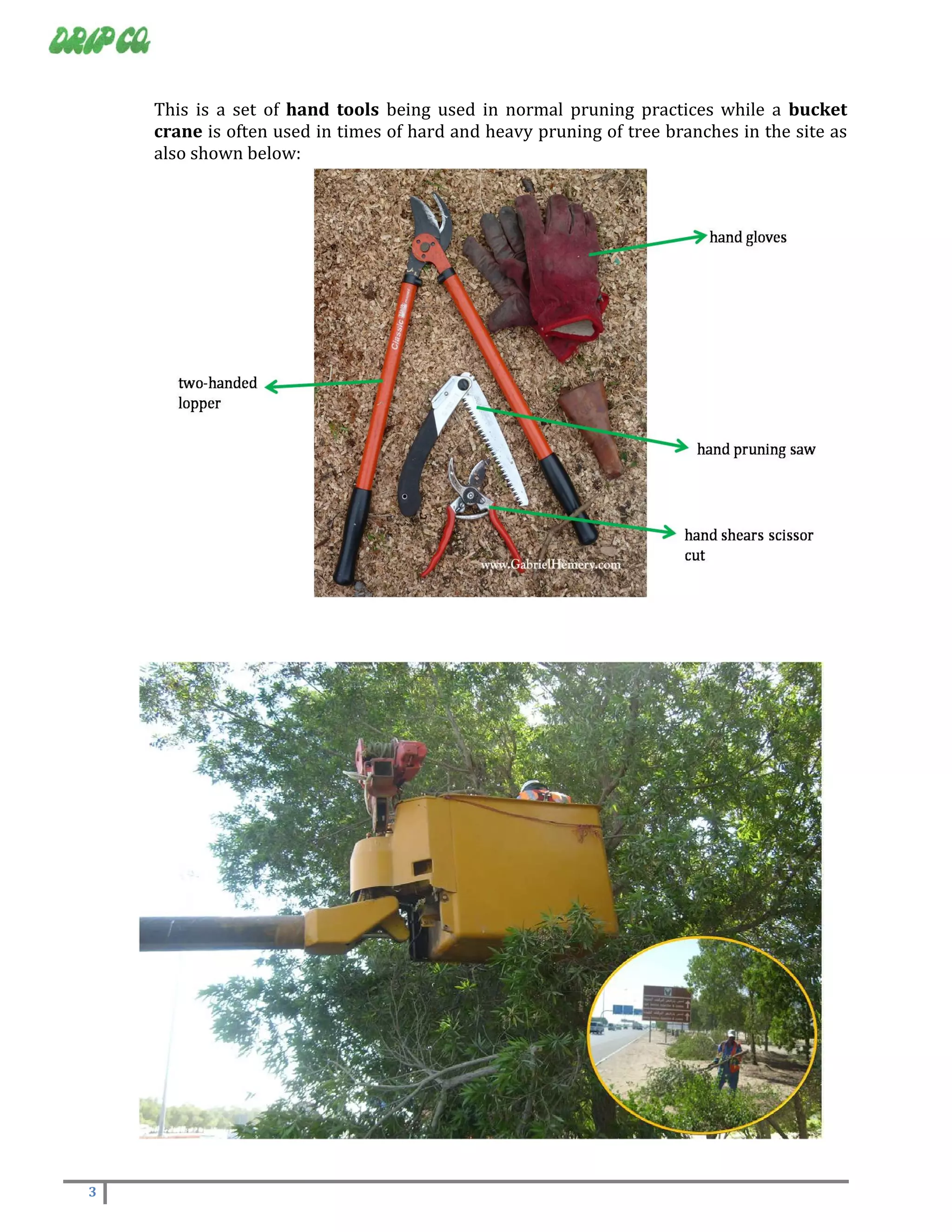 METHODOLOGY OF PRUNING | PDF