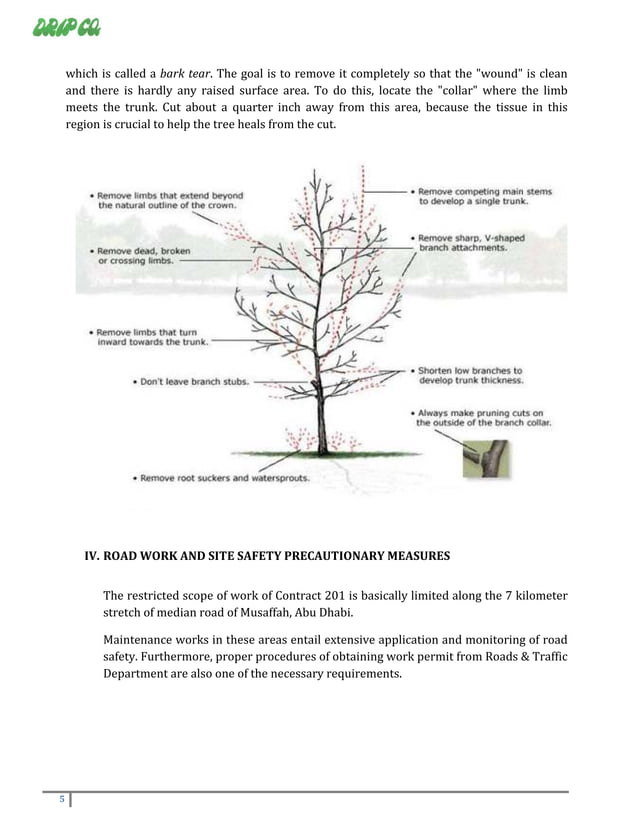 METHODOLOGY OF PRUNING | PDF