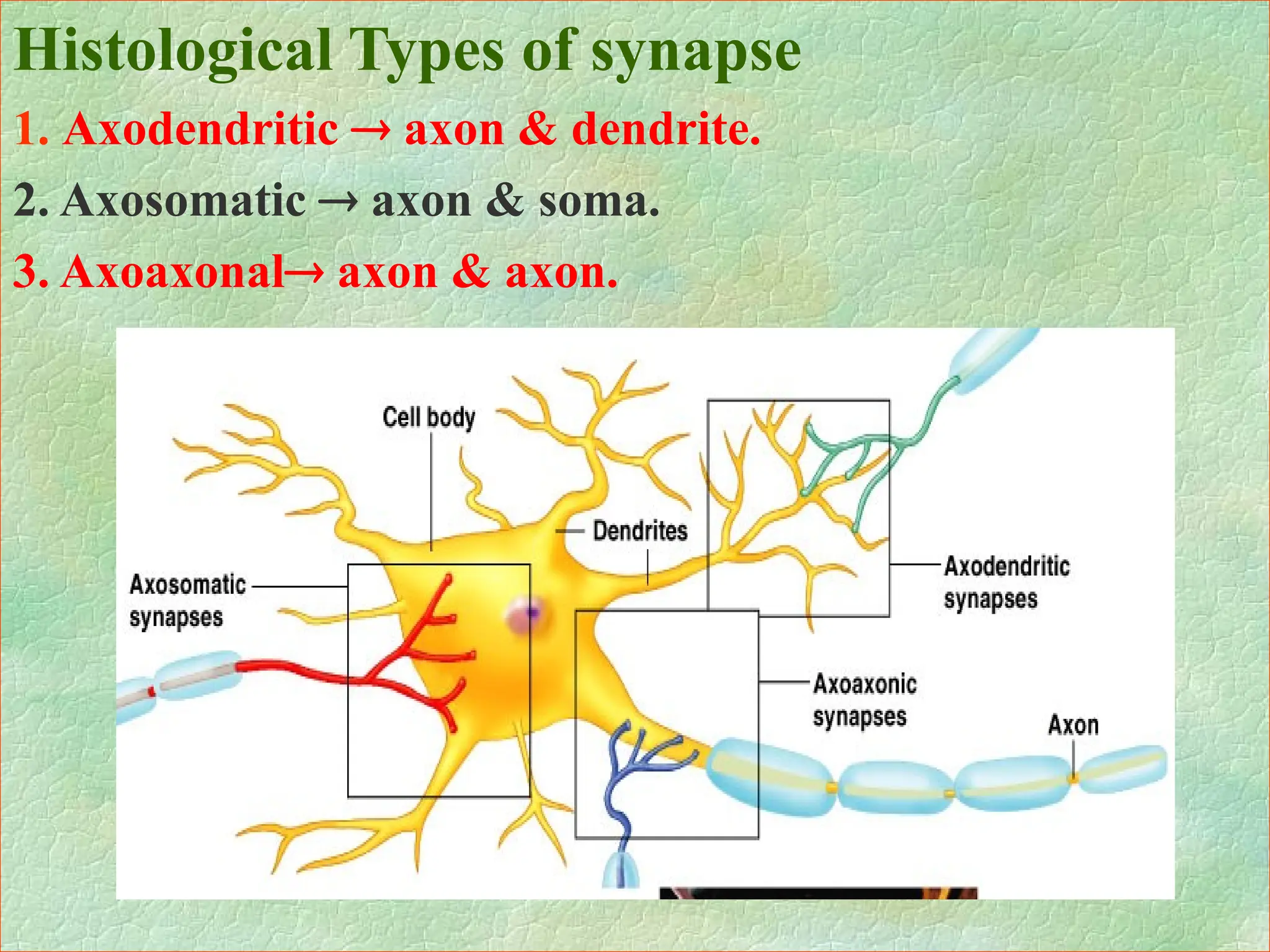 43442646-Phys-of-Synapse POWER POINT PRESENTATION | PPT