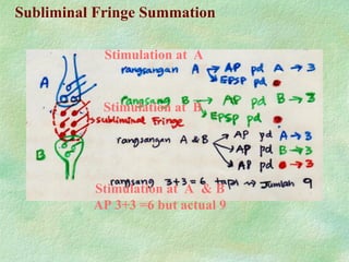 43442646-Phys-of-Synapse POWER POINT PRESENTATION | PPT