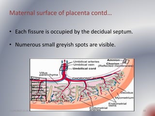 434577724-placenta-development.pptx