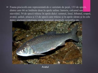 437876818-Delta-Dunarii-Ppt-Final.pptx