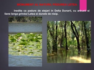 437876818-Delta-Dunarii-Ppt-Final.pptx