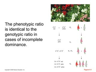 Extension of Mendelian Genetics in health | PPT