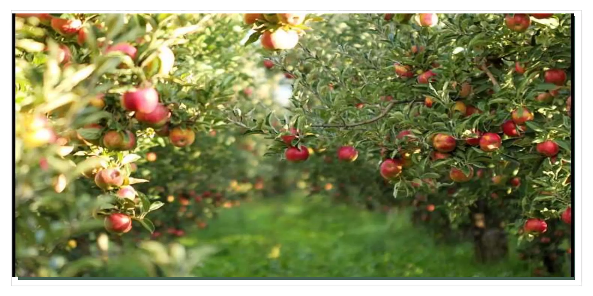 438321215-Importance-of-Planting-and-Propagating-Trees-and-Fruit ...