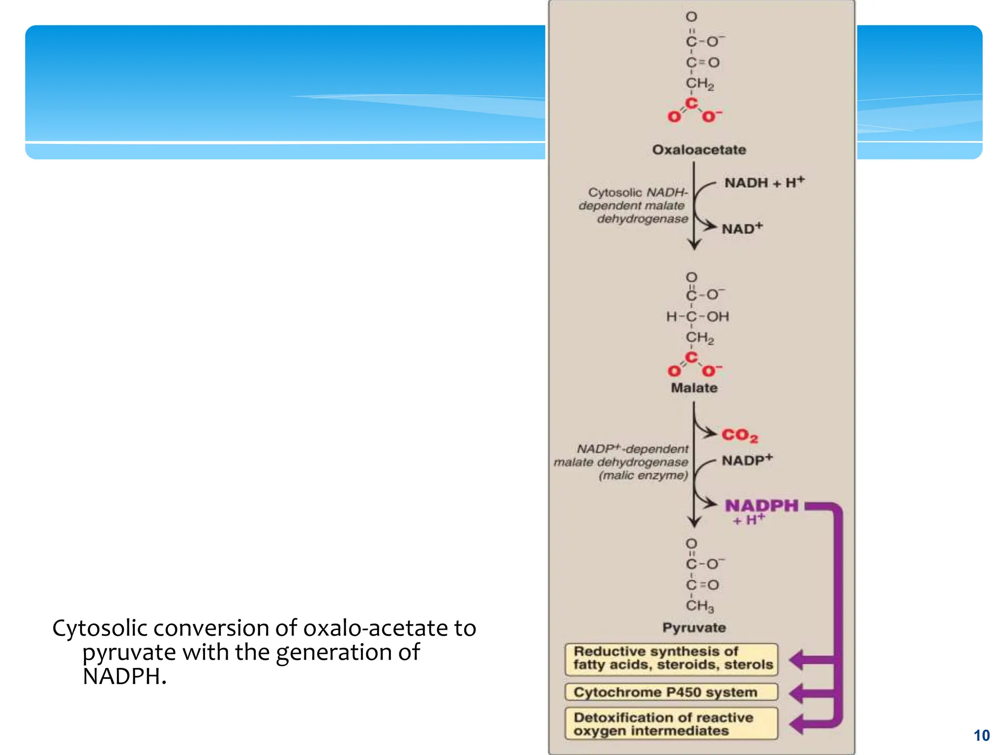 fatty acid and TAG metabolism | PPT