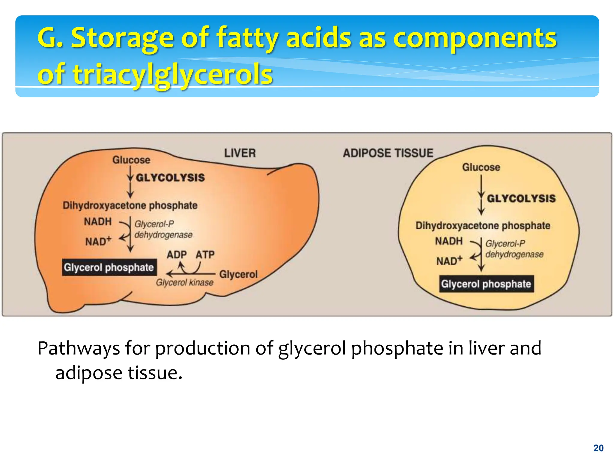 fatty acid and TAG metabolism | PPT