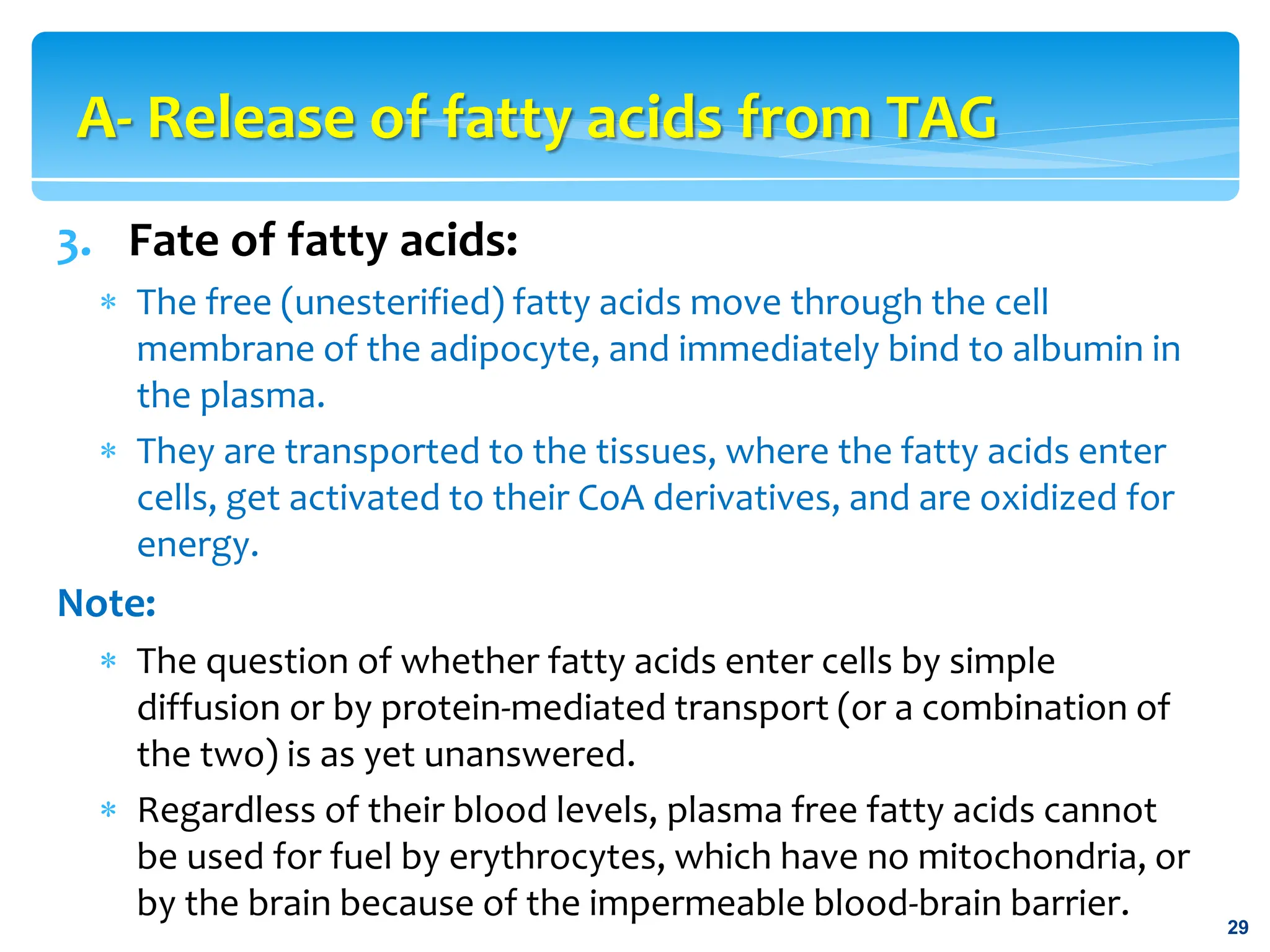fatty acid and TAG metabolism | PPT