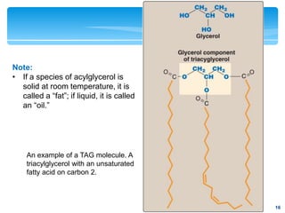 fatty acid and TAG metabolism | PPT