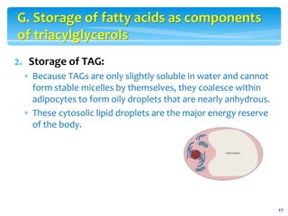 fatty acid and TAG metabolism | PPT