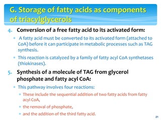 fatty acid and TAG metabolism | PPT