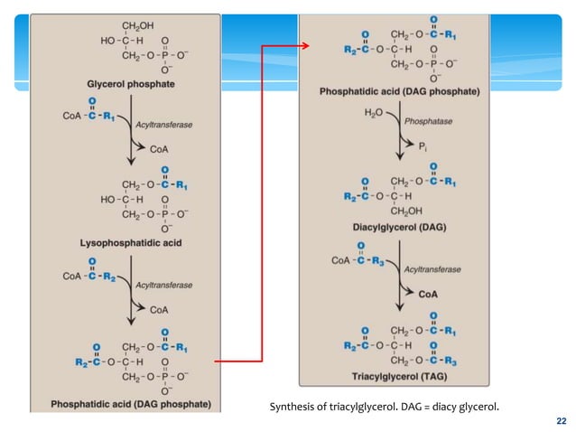 fatty acid and TAG metabolism | PPT | Chemistry | Science