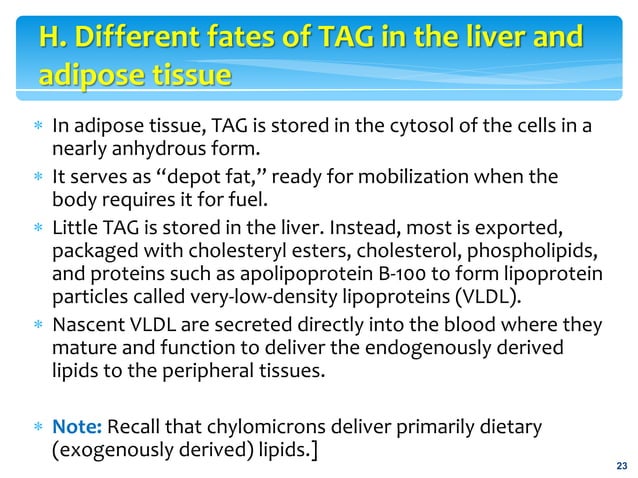 fatty acid and TAG metabolism | PPT | Chemistry | Science
