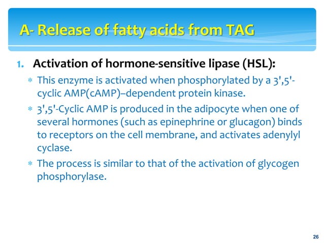 fatty acid and TAG metabolism | PPT | Chemistry | Science