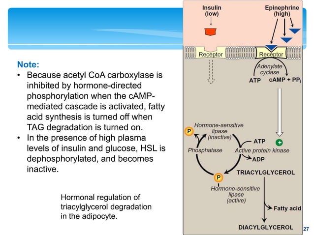 fatty acid and TAG metabolism | PPT | Chemistry | Science