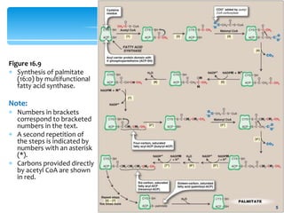 fatty acid and TAG metabolism | PPT