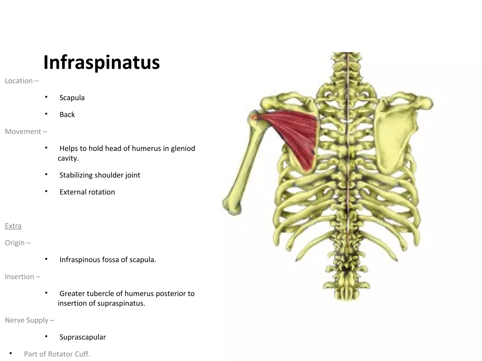 muscles of upperlimb and lowerlimb | PPT