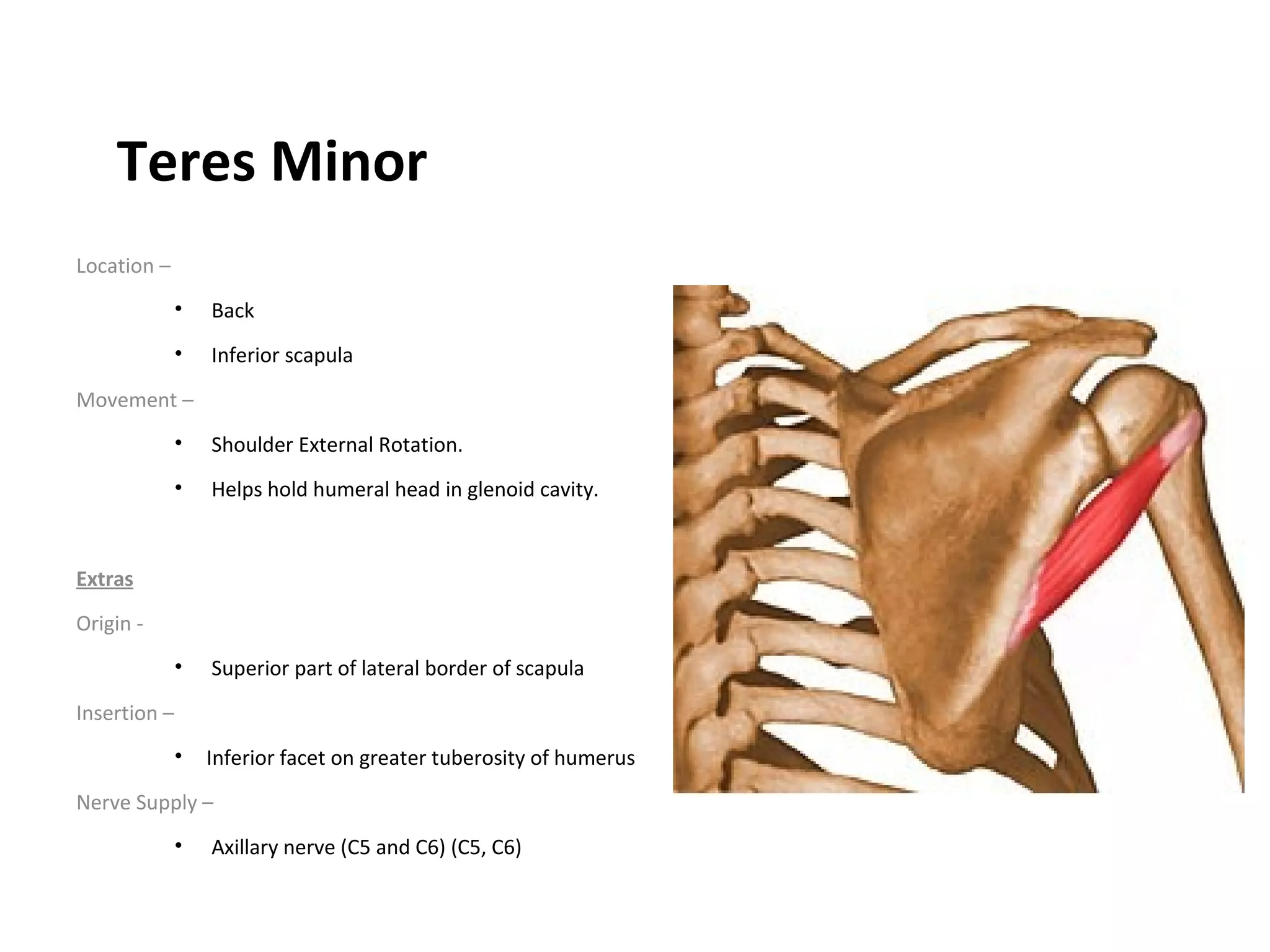 muscles of upperlimb and lowerlimb | PPT