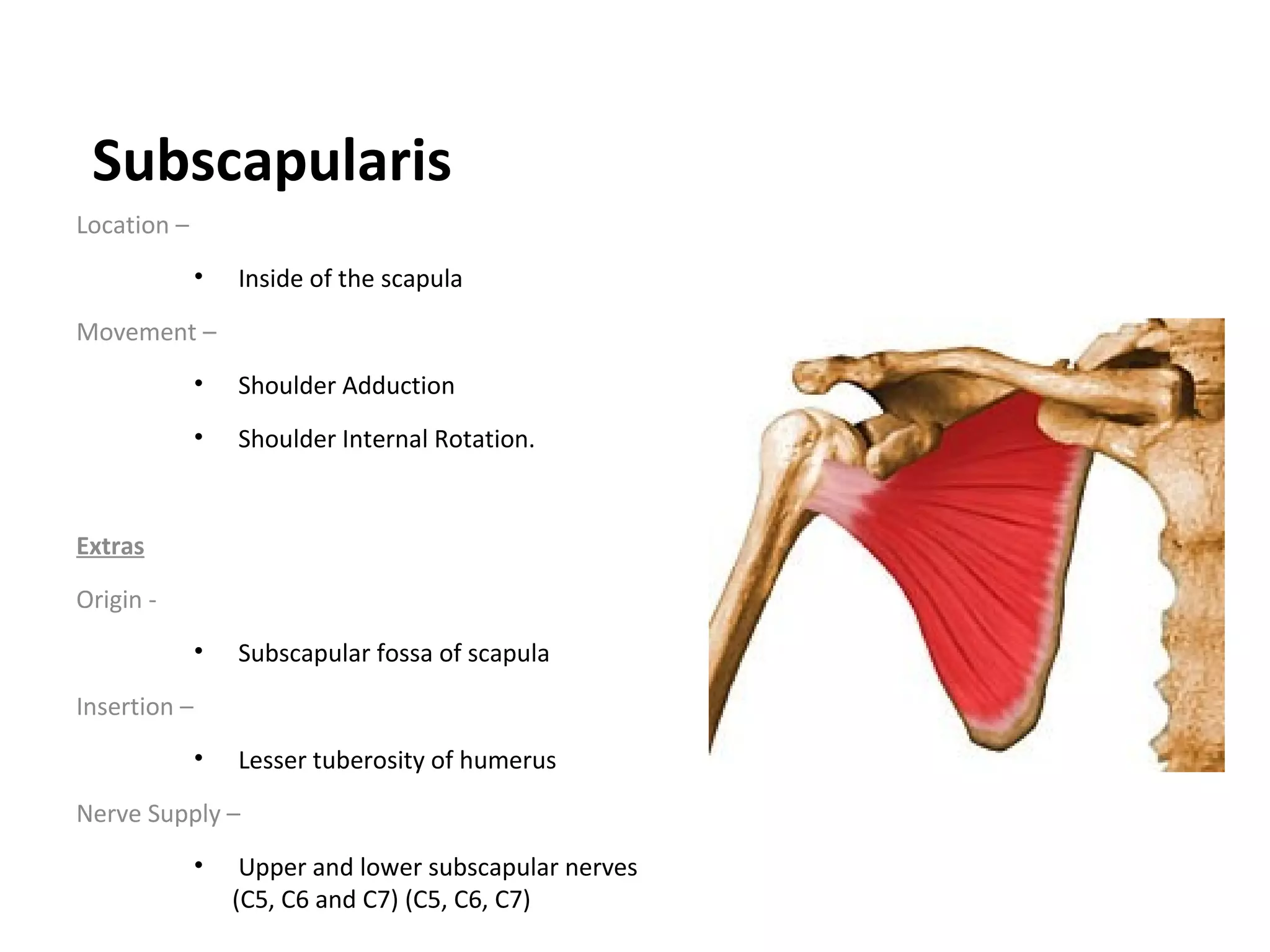 muscles of upperlimb and lowerlimb | PPT