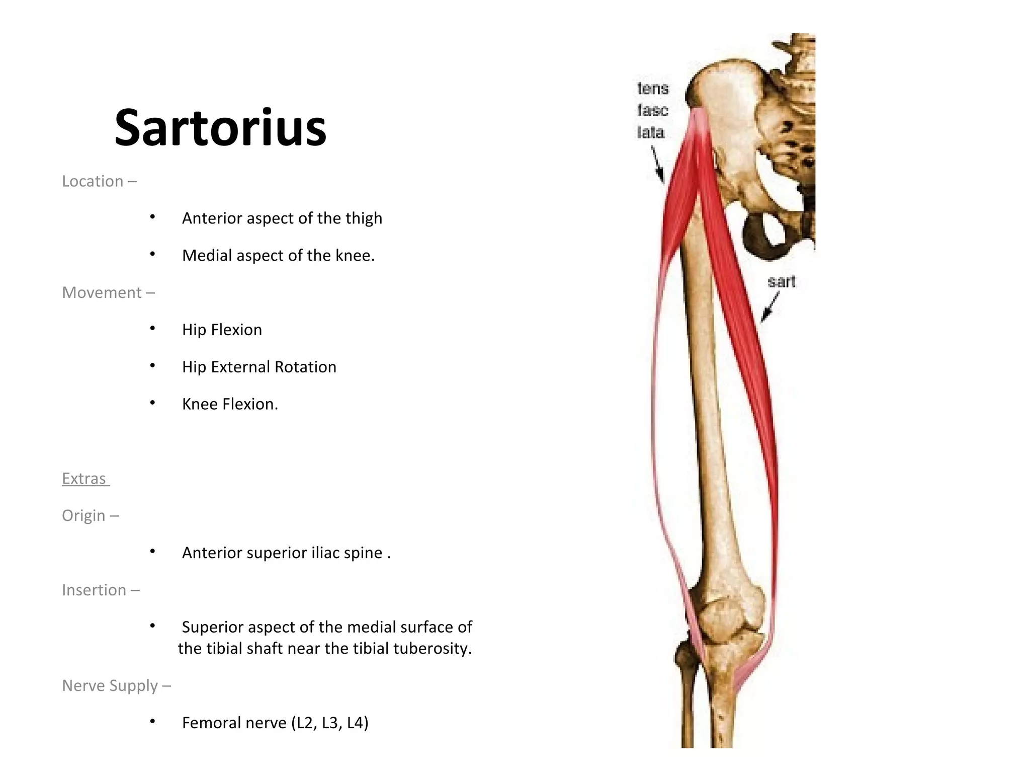 muscles of upperlimb and lowerlimb | PPT