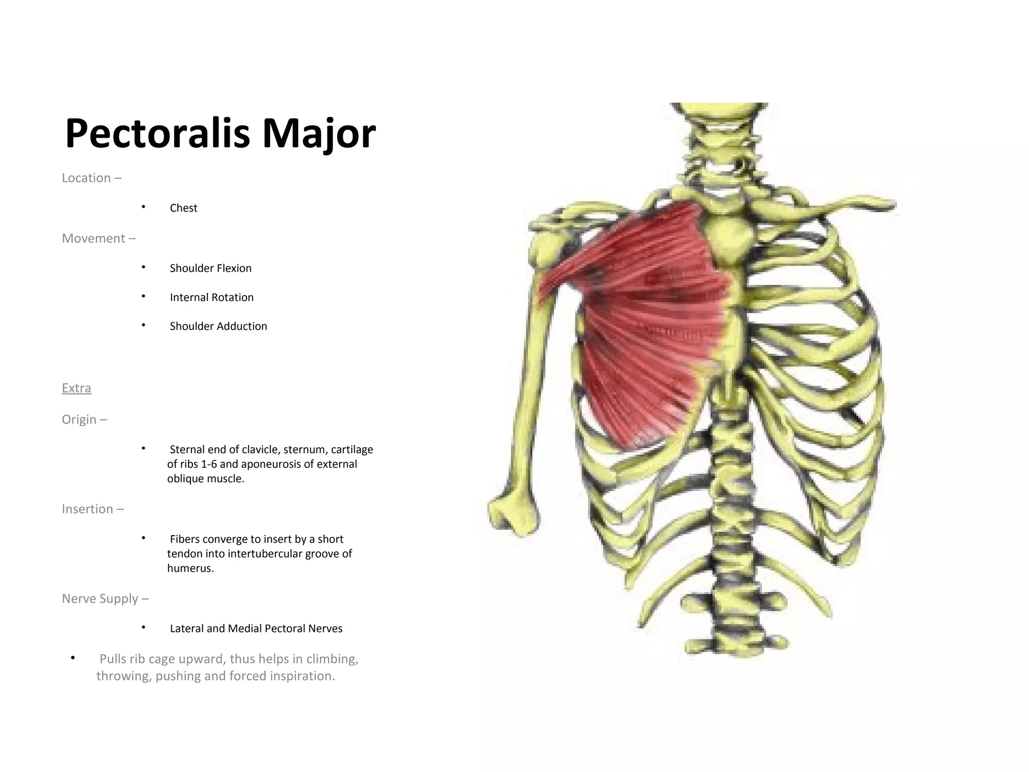 muscles of upperlimb and lowerlimb | PPT