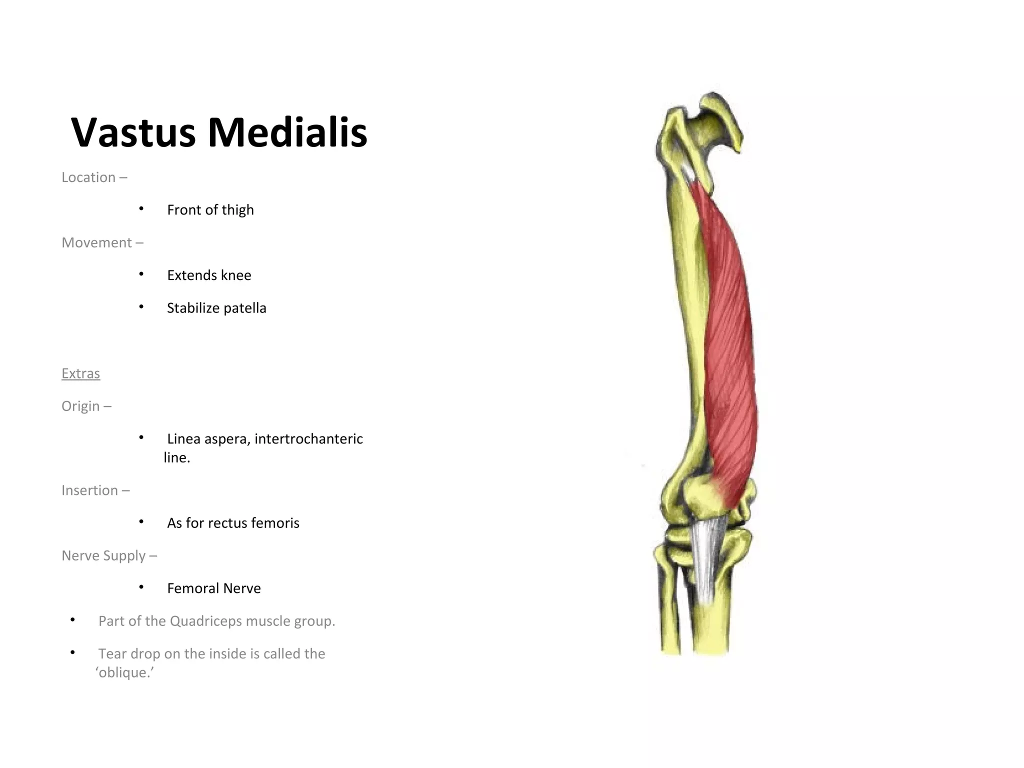 muscles of upperlimb and lowerlimb | PPT